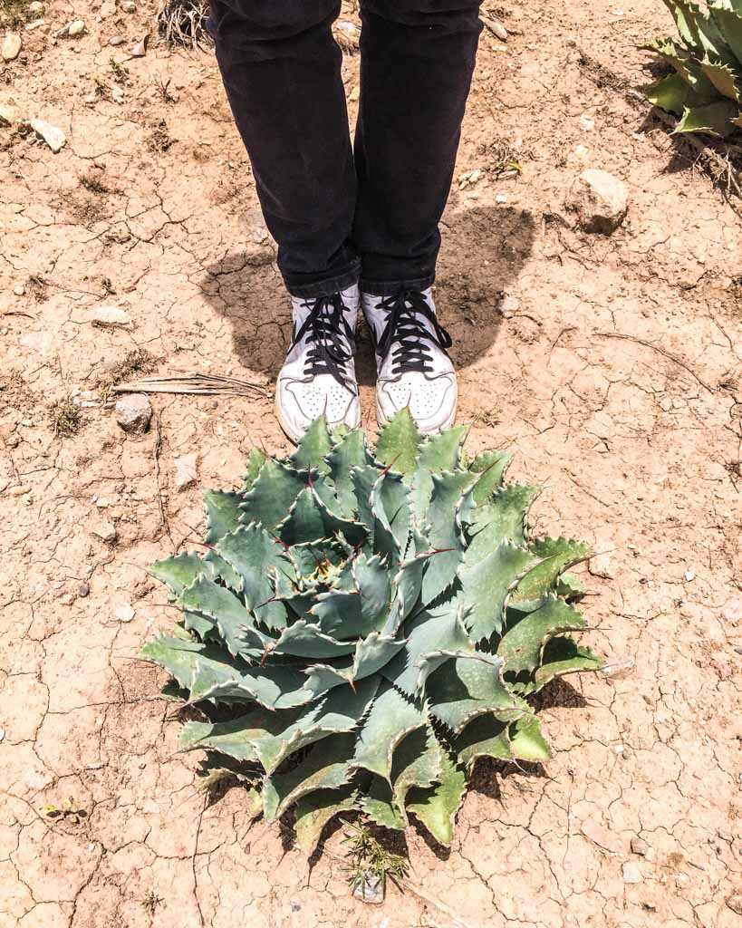 tobala agave mezcal tour oaxaca - Brooklyn Tropicali